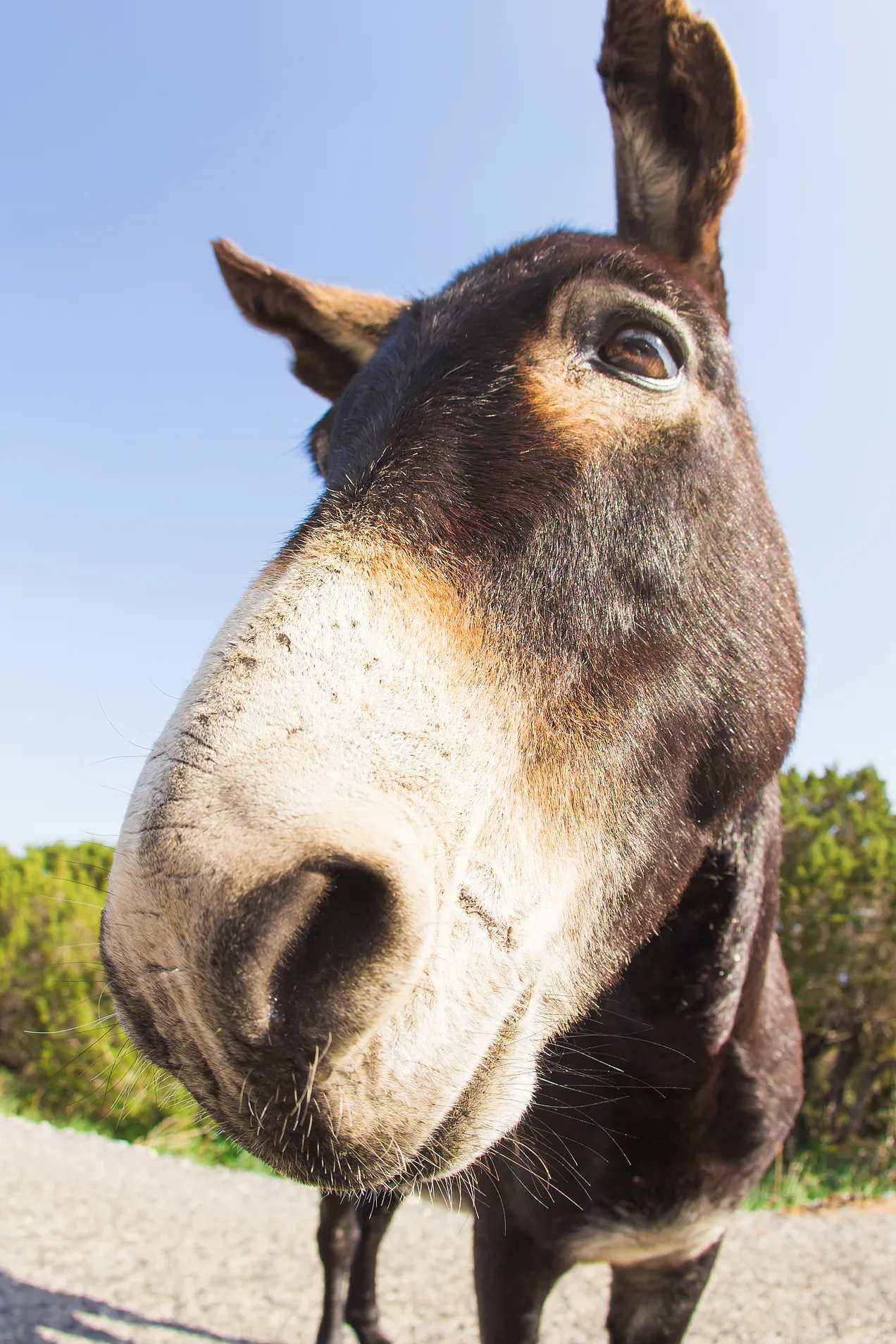 The Mule, the Closer, and the Visionary Blog by Rob Campbell - NVBDC ...